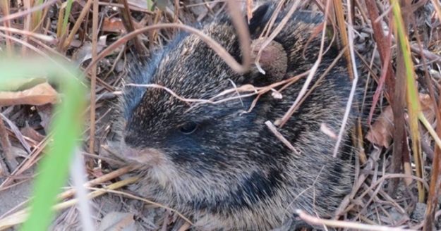 สุดยินดี! นักอนุรักษ์พบกระต่ายสายพันธุ์ Hispid Hare หลังคิดว่าพวกมันอาจ ...