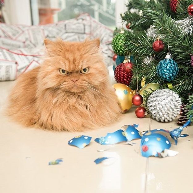 ชมภาพชวนขำของเจ้า Garfi แมวที่หน้าตาบูดบึ้งที่สุดในโลก | Sapparot.co