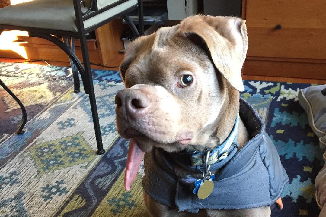 Murray เจ้าหมาหน้าบ๊อง น่าเอ็นดูอย่างประหลาดเพราะลิ้นห้อยนอกปากตลอดเวลา ...